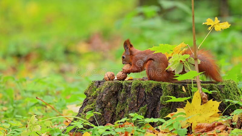 Eurasian Red Squirrel Sitting on a Stump and Eats a Nut, 4k Slowmotion ...