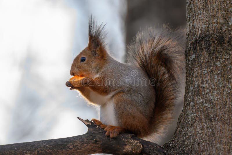Eurasian Red Squirrel Sitting on Tree Branches Stock Photo - Image of ...