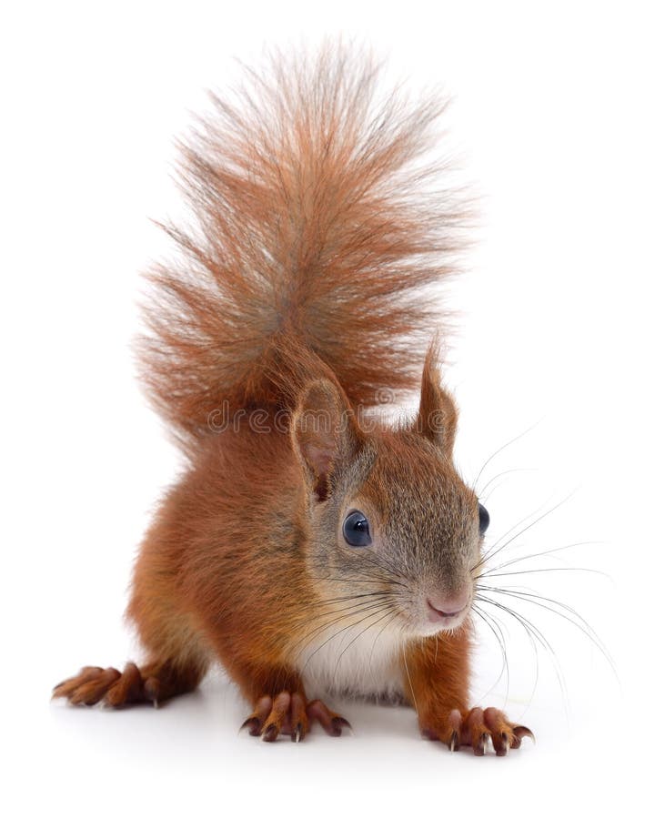 Eurasian red squirrel. stock photo. Image of background - 98422492