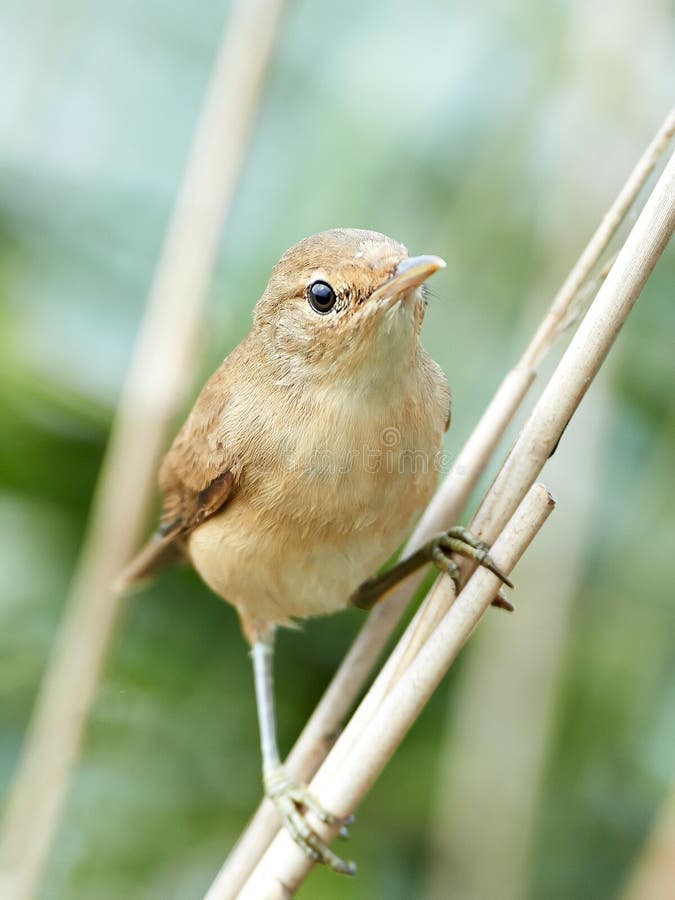Eurasian Reed Warbler (Acrocephalus Scirpaceus) Stock Photo - Image of ...