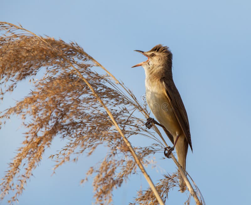 Eurasian Reed Warbler, Acrocephalus Scirpaceus, in Reed Natural ...