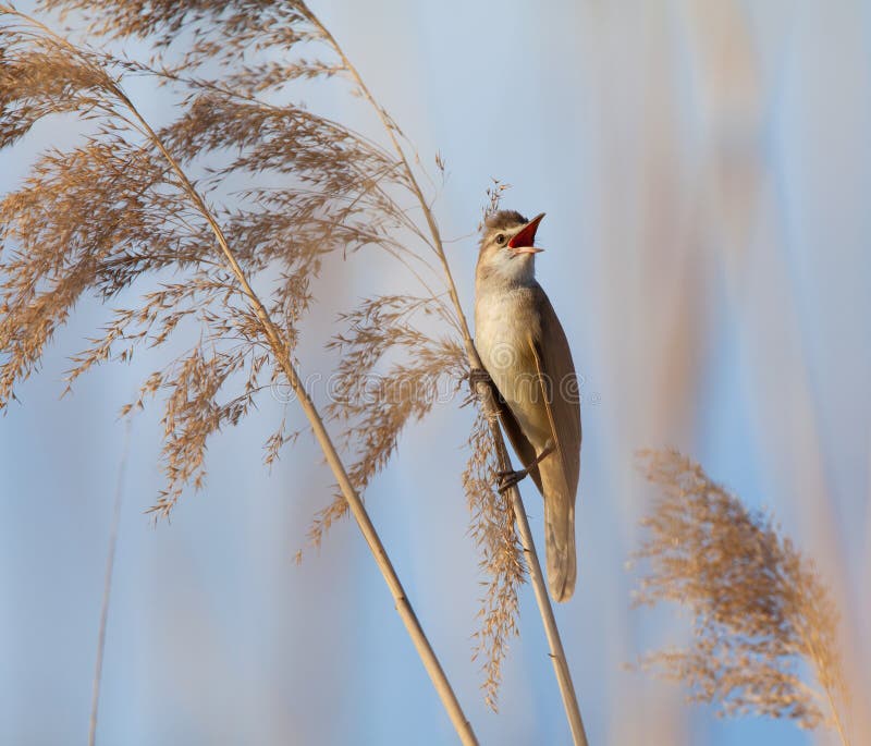 Eurasian Reed Warbler, Acrocephalus Scirpaceus, in Reed Natural ...