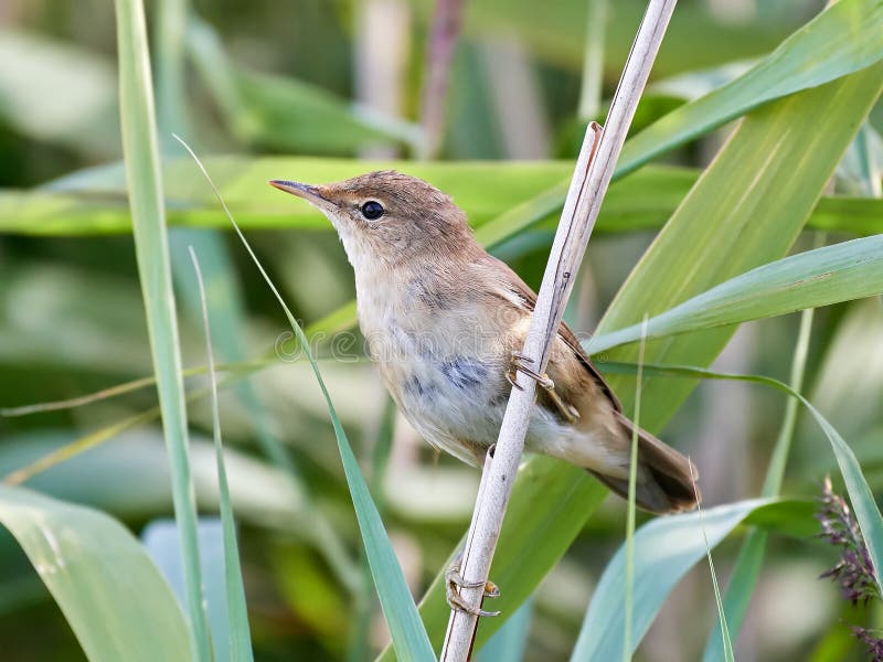 Eurasian Reed Warbler (Acrocephalus Scirpaceus) Stock Photo - Image of ...