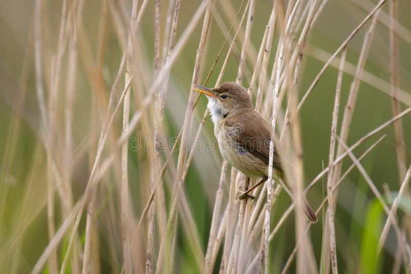 Eurasian Reed Warbler on Tamarind Tree Stock Image - Image of birds ...
