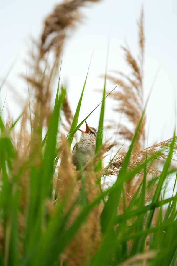 Eurasian Reed Warbler Bird stock photo. Image of scirpaceus - 187778052