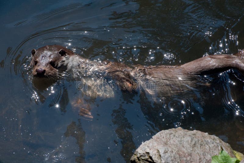 River Otter - Okefenokee Swamp Stock Photo - Image of wildlife, lily ...