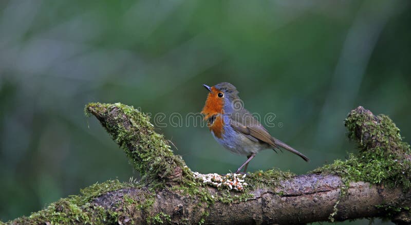 Eurasian Robin Feeding Down in the Woods Stock Photo - Image of bird ...