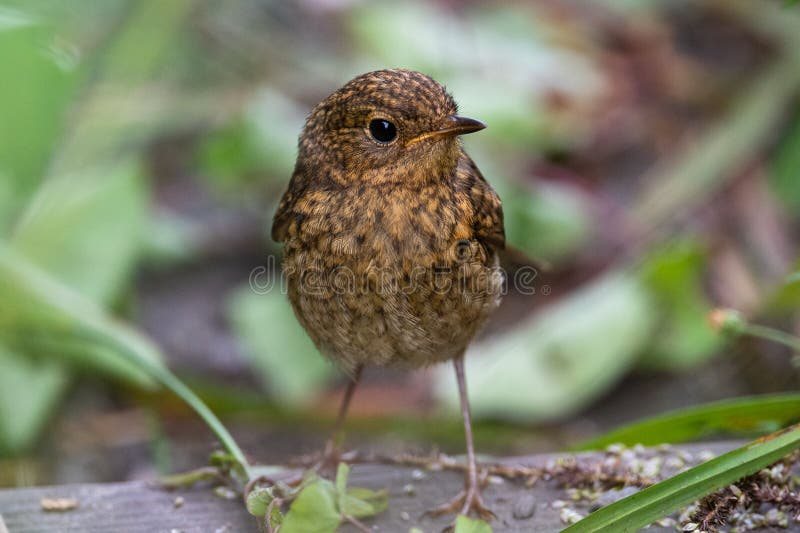 Eurasian Robin Hunting for Grubs and Insects Stock Image - Image of ...