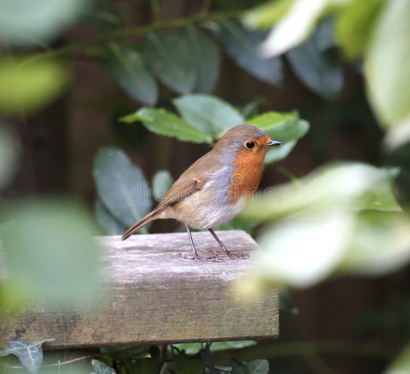 Eurasian Robin Hunting for Grubs and Insects Stock Image - Image of ...