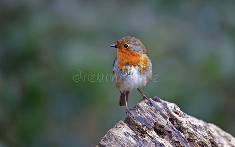 Eurasian Robin Collecting Seeds at a Woodland Feeding Site Stock Photo ...