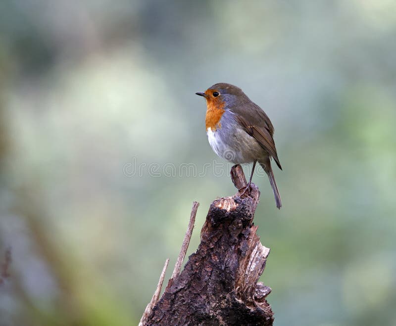 Eurasian Robin Perched on a Log in the Woods Stock Image - Image of ...