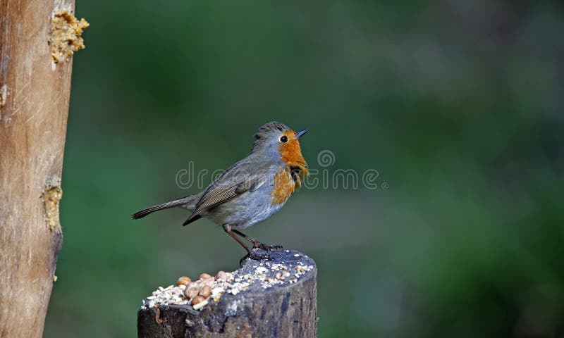 Eurasian Robin Feeding Down in the Woods Stock Image - Image of woods ...