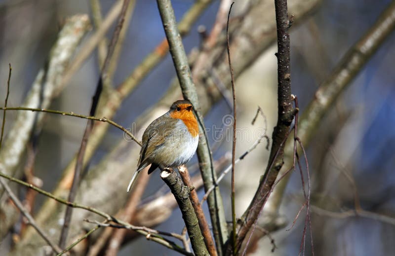 Eurasian Robin Perched on an Old Log Stock Image - Image of exploring ...