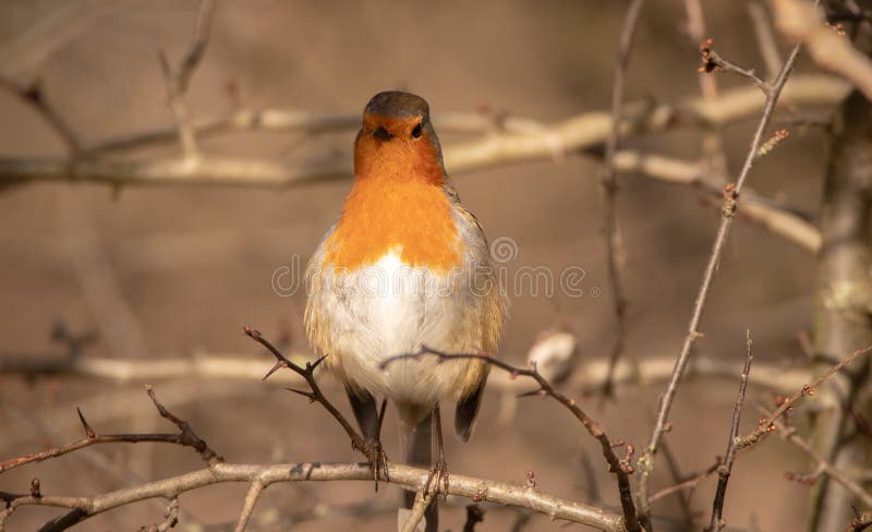 Eurasian Robin Stood Tall Singing in a Tree Stock Photo - Image of cute ...