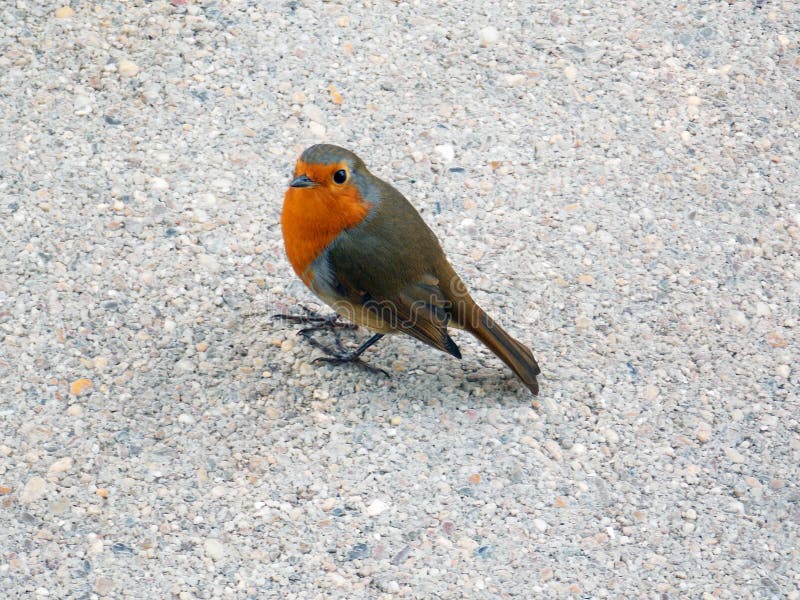 Eurasian Robin on a White Grey Path, Robin Redbreast, Erithacus ...