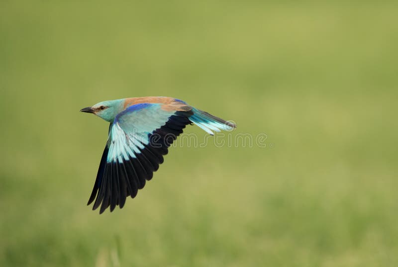 Eurasian roller in flight stock image. Image of animal - 191328533