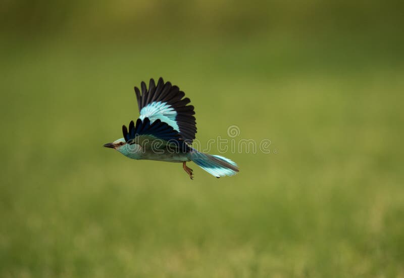 Eurasian roller flying stock photo. Image of exotic - 191328510