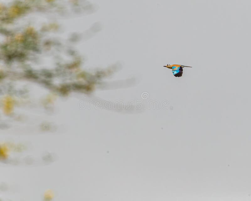 A Eurasian Roller with Horizontal Wings Stock Image - Image of color ...