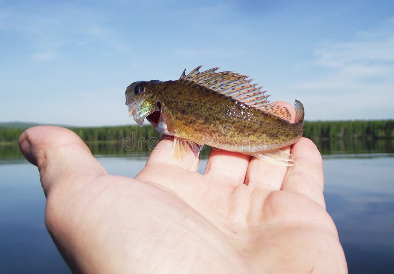The Eurasian Ruffe (Gymnocephalus Cernuus). Stock Image - Image of ...