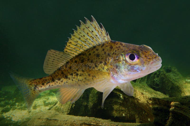 The Eurasian Ruffe (Gymnocephalus Cernuus). Stock Image - Image of ...
