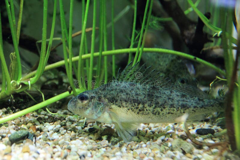 Eurasian ruffe stock photo. Image of pope, animal, water - 54799590