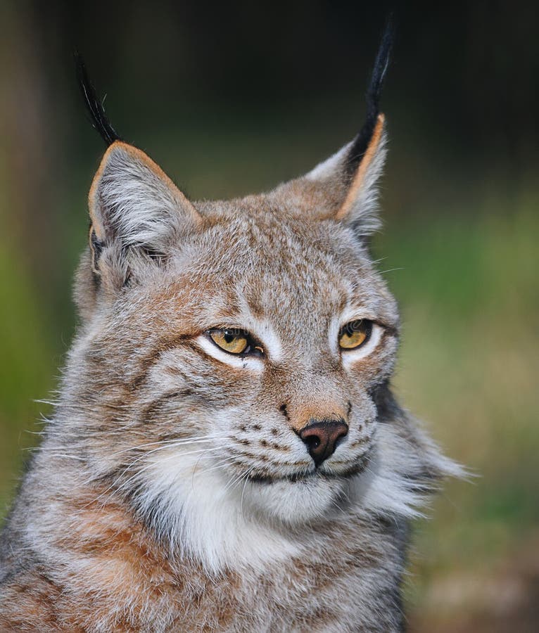 Eurazjatycki Ryś, Rysia Ryś, 5 Lat, Obsiadanie, Studio Strzał Obraz ...