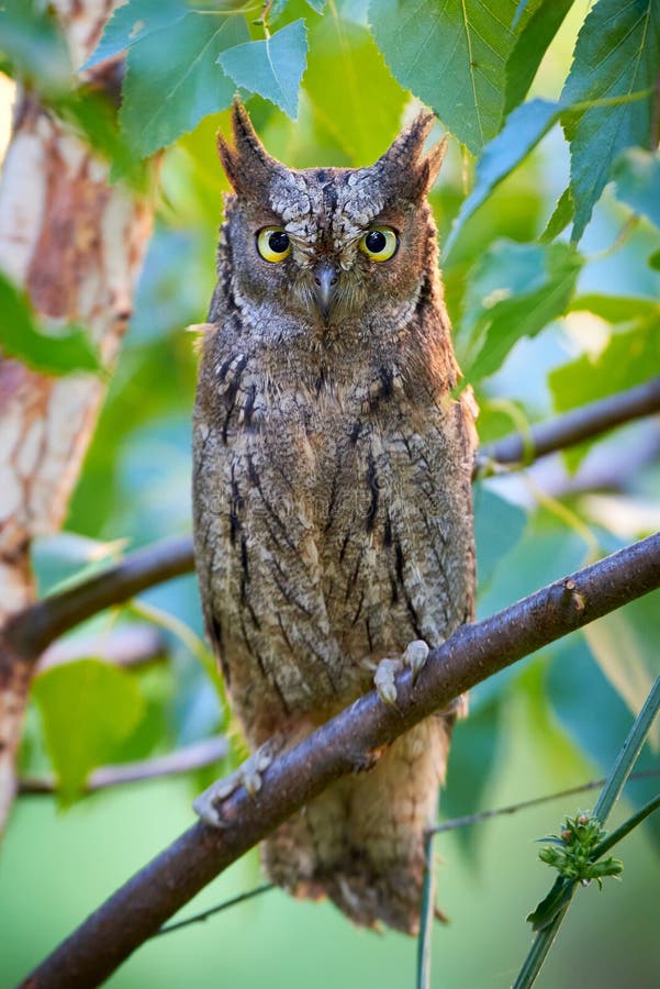 Eurasian Scops Owl Close-up Stock Photo - Image of alert, beak: 261362478