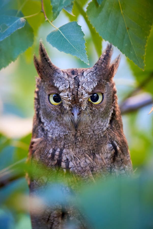 Eurasian Scops Owl Close-up Stock Image - Image of green, closeup ...