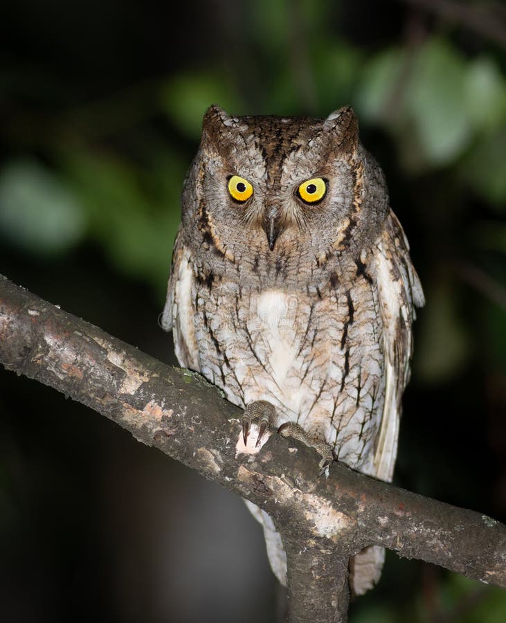 Eurasian Scops Owl, Otus Scops. a Beautiful Bird Sits on a Tree Branch ...