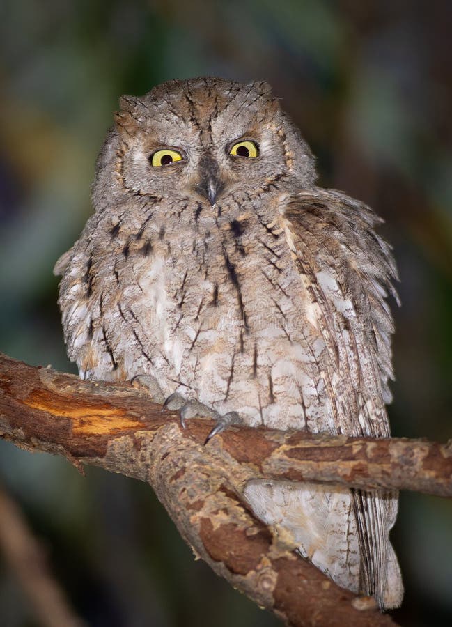 Eurasian Scops Owl, Otus Scops. a Bird Sits on a Branch, Looking into ...