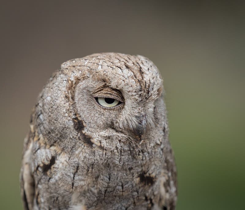 Eurasian Scops Owl Otus Scops with Big Eyes Portrait Stock Photo ...