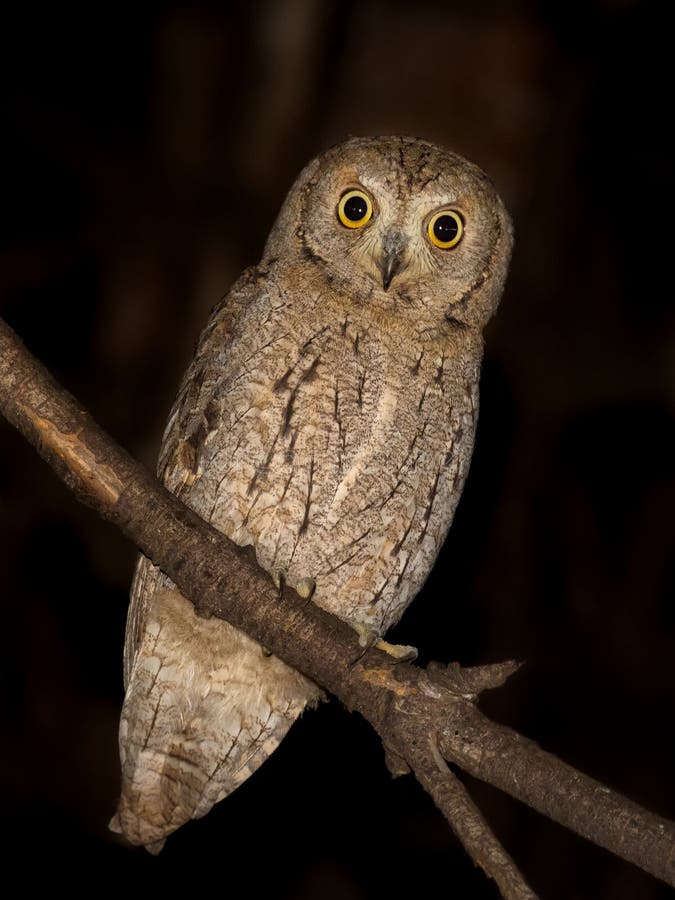 Eurasian Scops Owl (Otus Scops) Stock Image - Image of outdoors, animal ...