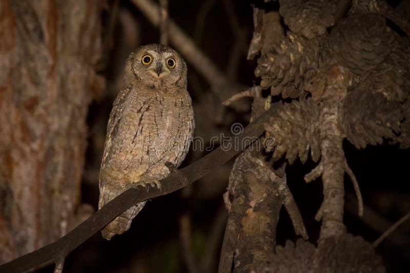 Eurasian Scops Owl (Otus Scops) Stock Image - Image of outdoors, animal ...