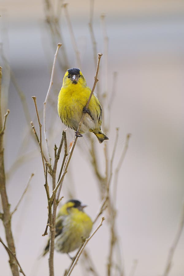 Eurasian Siskin stock image. Image of carduelis, feather - 30661057