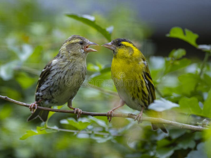 Eurasian Siskin Spinus Spinus Bird Stock Photo - Image of wilderness ...