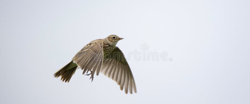 The Eurasian Skylark Alauda Arvensis in Flight Stock Image - Image of ...
