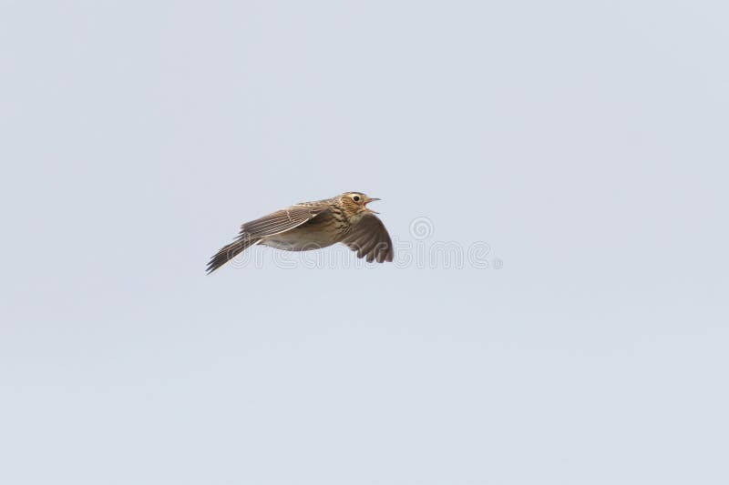 Eurasian Skylark (Alauda Arvensis) Flying and Singing Stock Photo ...