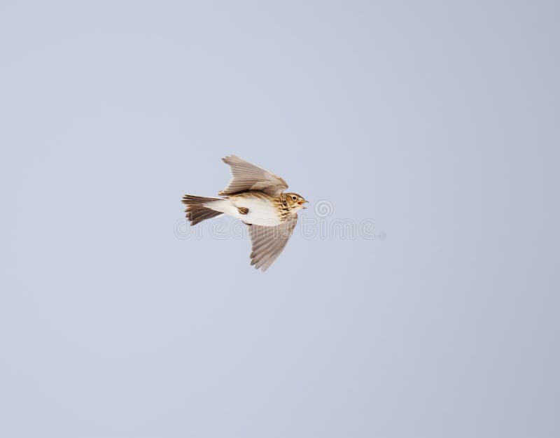 Skylark, Alauda arvensis stock photo. Image of skylark - 365422072