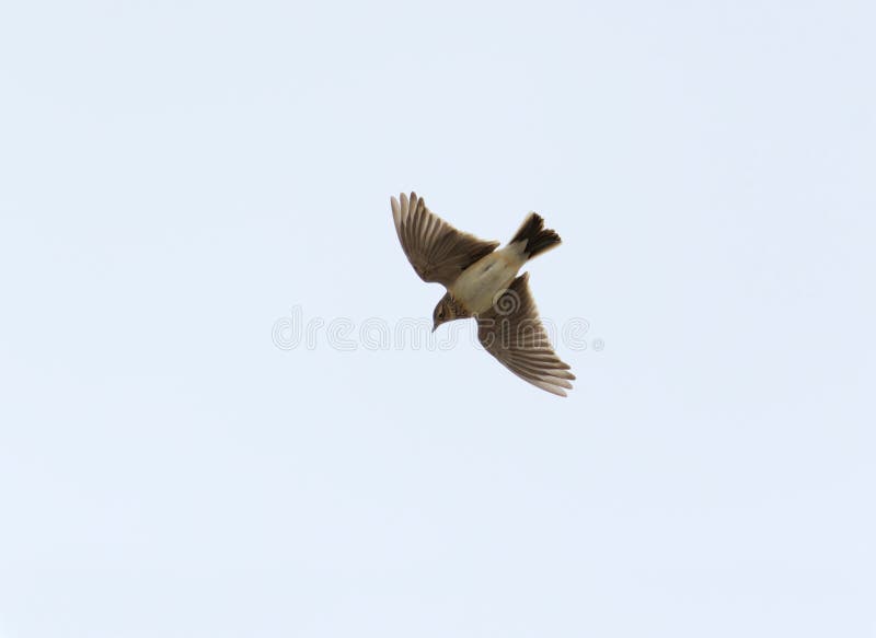 Eurasian Skylark (Alauda Arvensis) Flying in the Sky Stock Image ...
