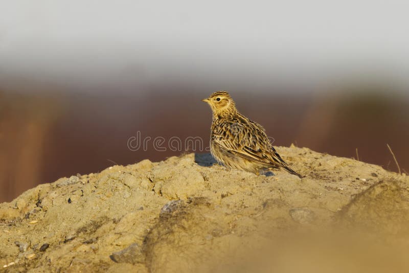 Eurasian Skylark (Alauda Arvensis) Sitting on a Pile of Dirt Stock ...