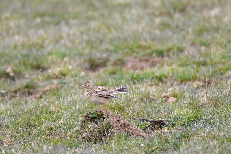 Eurasian Skylark Bird, Alauda Arvensis Stock Photo - Image of field ...