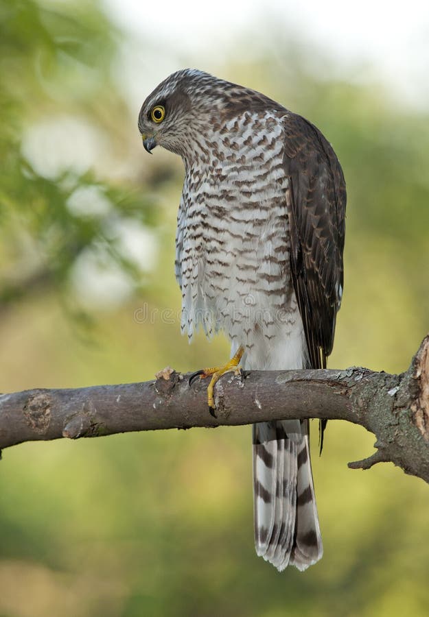 Eurasian Sparrowhawk (Accipiter Nisus) Stock Photo - Image of single ...