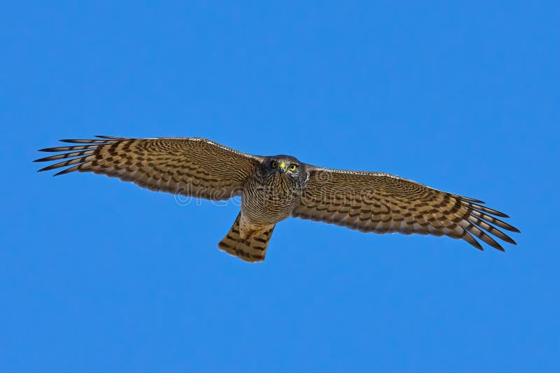 Eurasian Sparrowhawk (Accipiter Nisus Stock Photo - Image of animal ...
