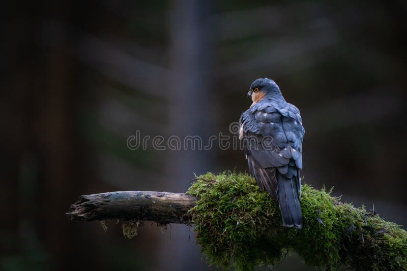 Eurasian Sparrowhawk Bird Perched on a Mossy Log. Stock Image - Image ...