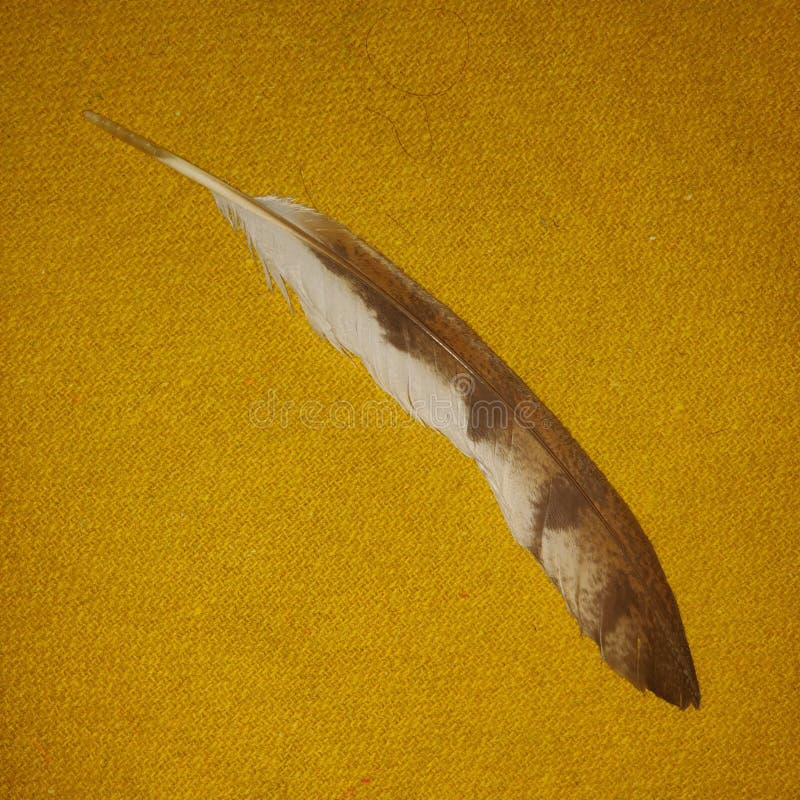 Eurasian Sparrowhawk Feather Stock Image - Image of deviantart ...