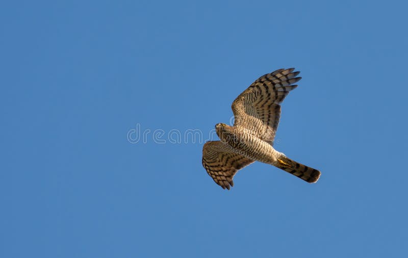Eurasian Sparrowhawk Flying in Blue Sky Stock Image - Image of hunting ...