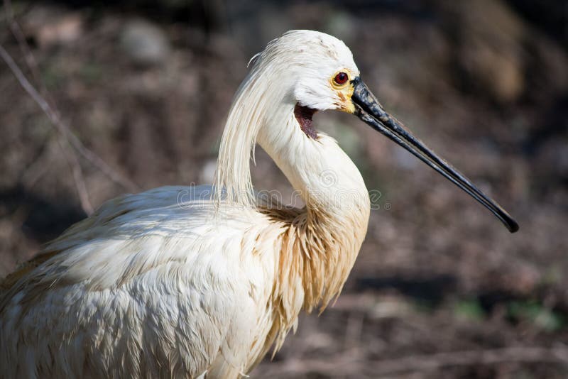 Eurasian Spoonbill stock photo. Image of detail, platalea - 18901526