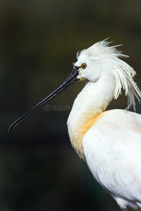 White Spoonbill Eating Fish and Drinking Water Stock Photo - Image of ...