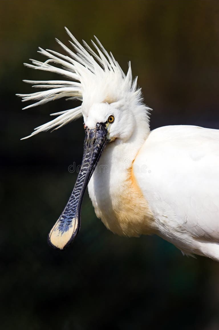 2,145 Eurasian Spoonbill Animal Stock Photos - Free & Royalty-Free ...