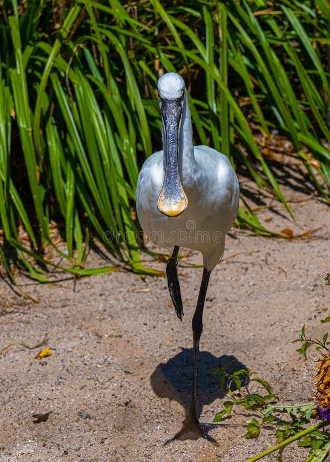 Eurasian Spoonbill or Common Spoonbill Platalea Leucorodia Stock Image ...